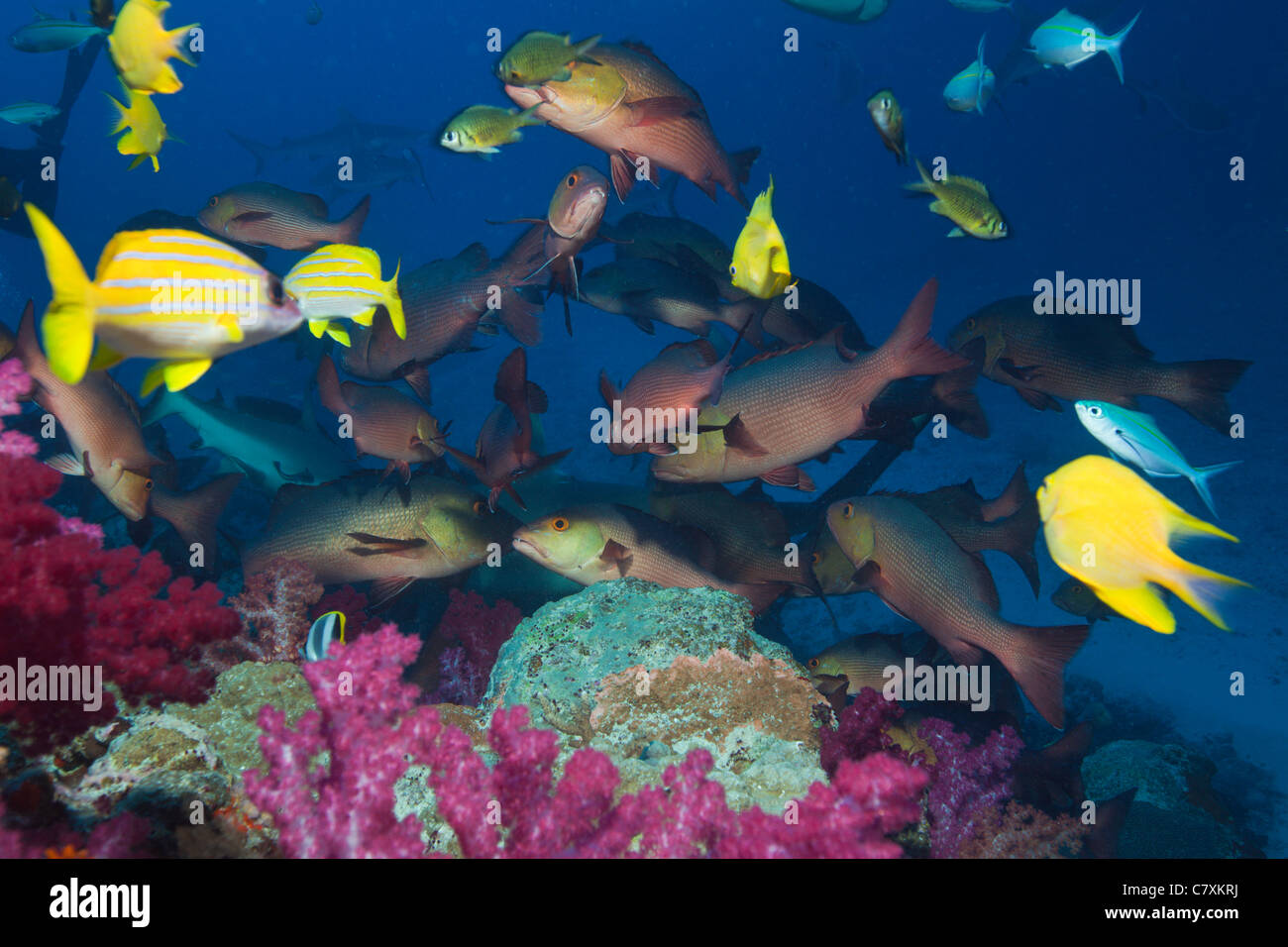 Shoal of Red Reef Snapper, Lutjanus bohar, Nagali, Fiji Stock Photo - Alamy