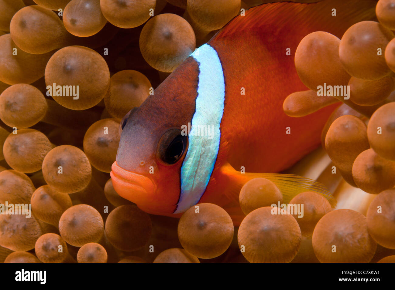Tomato Anemonefish, Amphiprion frenatus, Gau, Lomaiviti, Fiji Stock ...