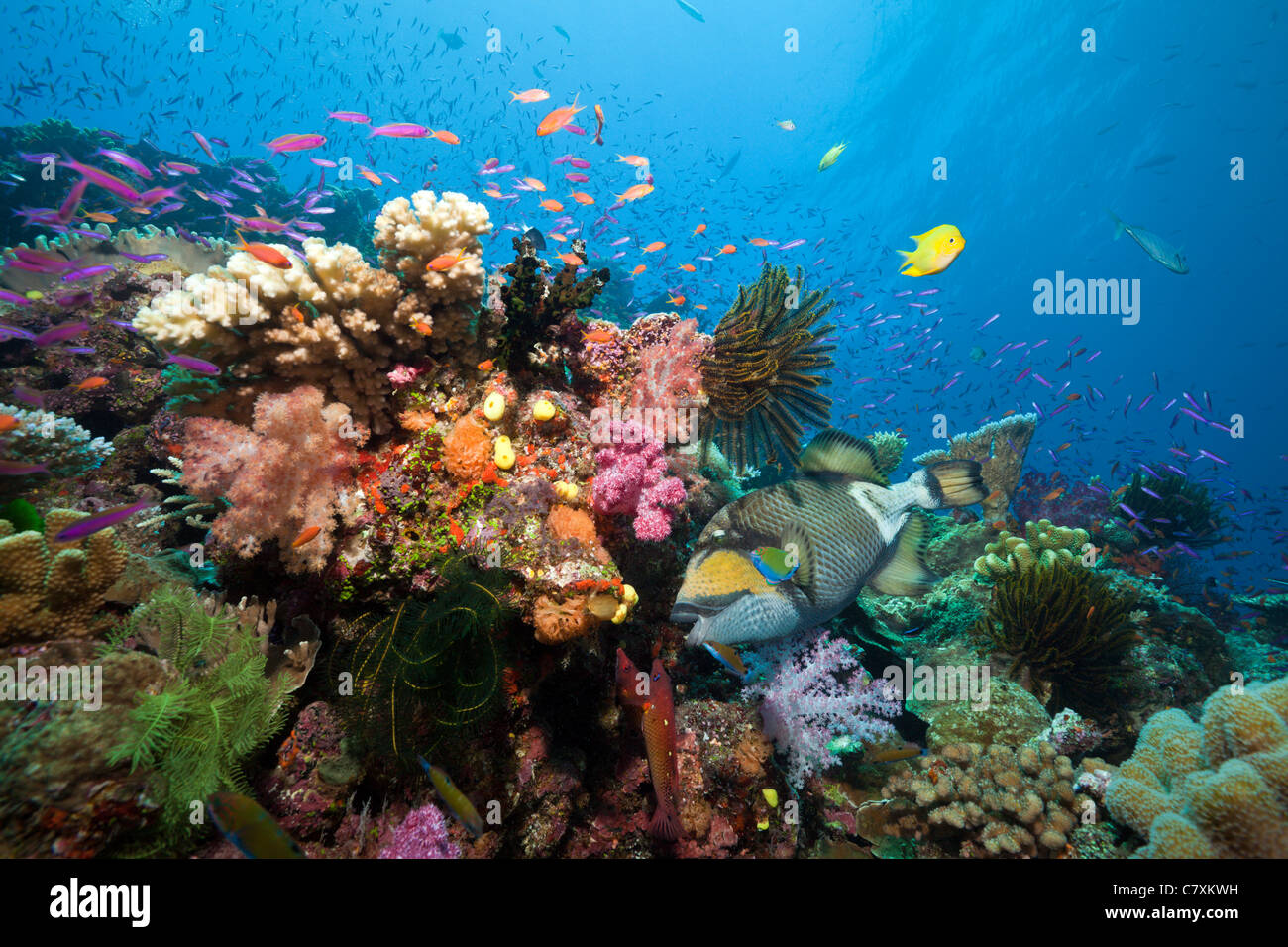 Titan Triggerfish in Coral Reef, Balistoides viridescens, Namena Marine ...