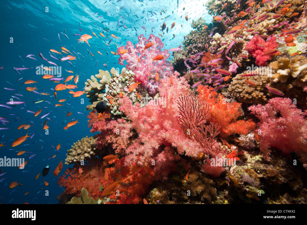 Colorful Coral Reef, Namena Marine Reserve, Fiji Stock Photo - Alamy