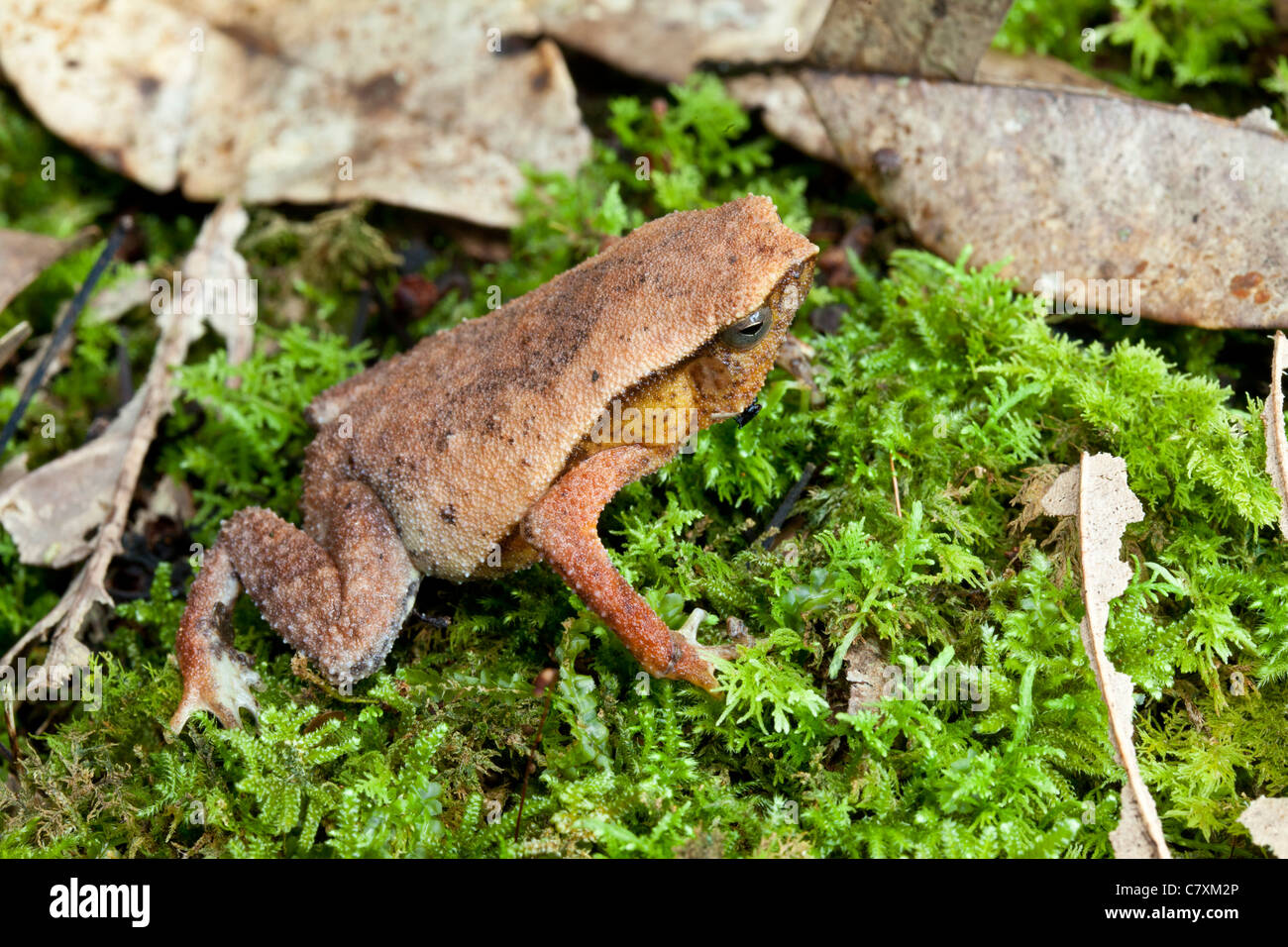 Kinabalu sticky frog, Kalophrynus baluensis, Sabah, Malaysian Borneo ...