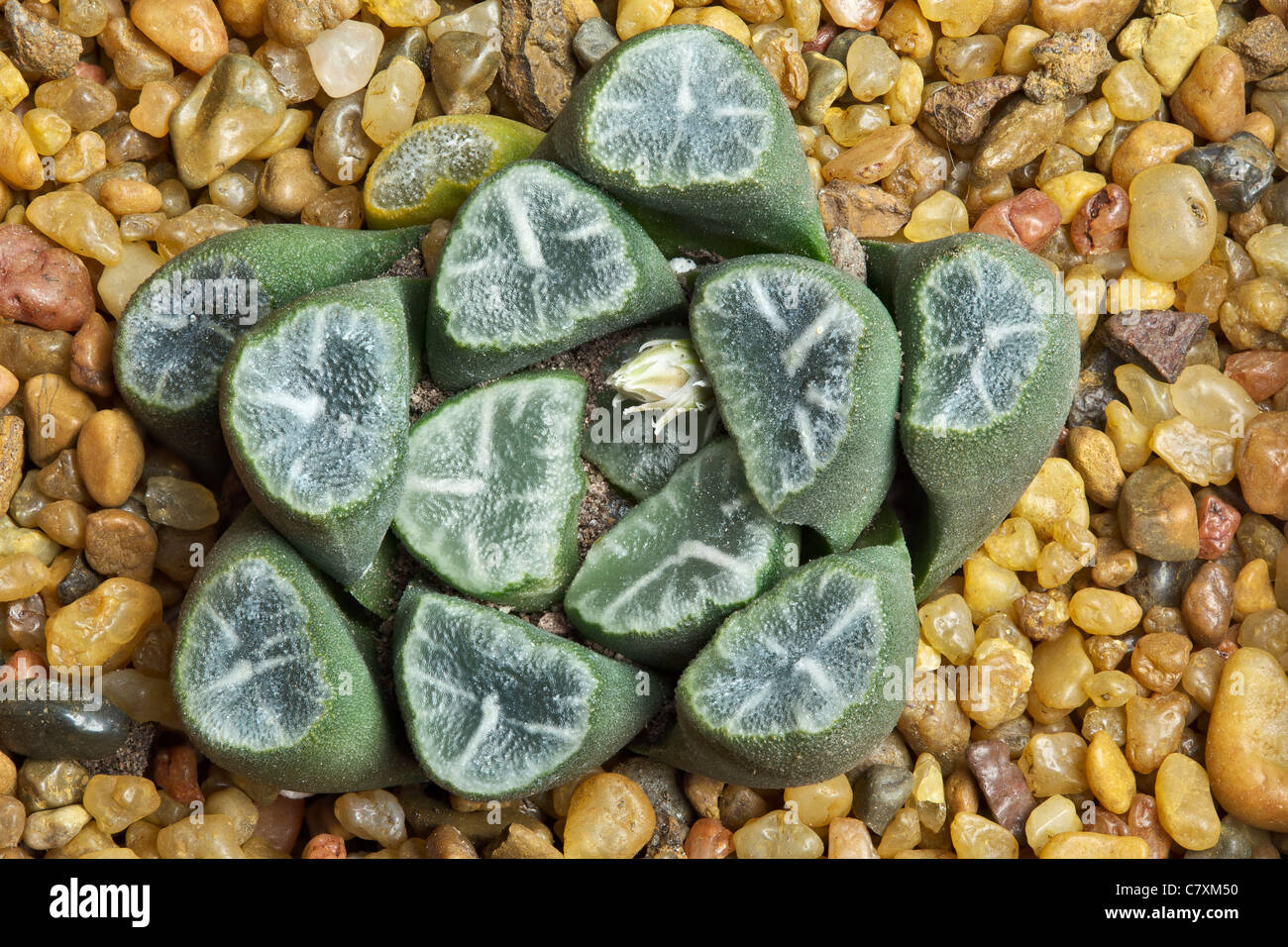 South African Succulents Photos at Harvey Rosas blog