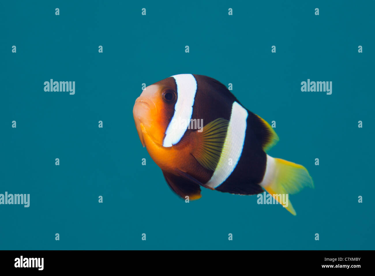 Clarks Anemonefish, Amphiprion clarkii, Cenderawashi Bay, West Papua ...