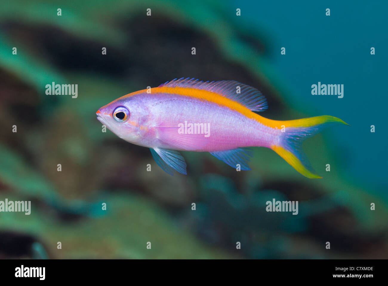 Female yellowback anthias hi-res stock photography and images - Alamy