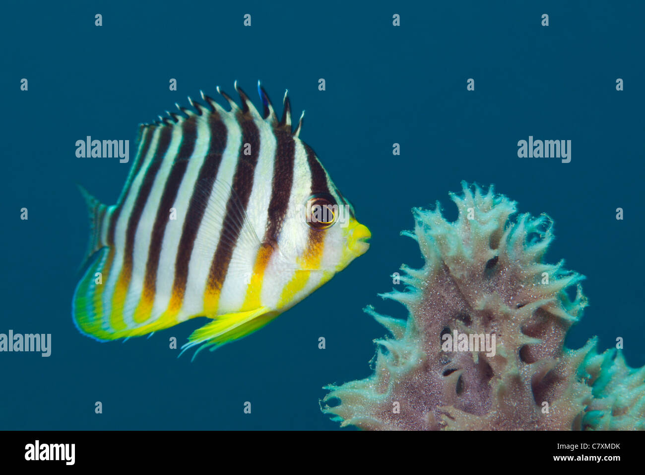 Centropyge multifasciatus hi-res stock photography and images - Alamy