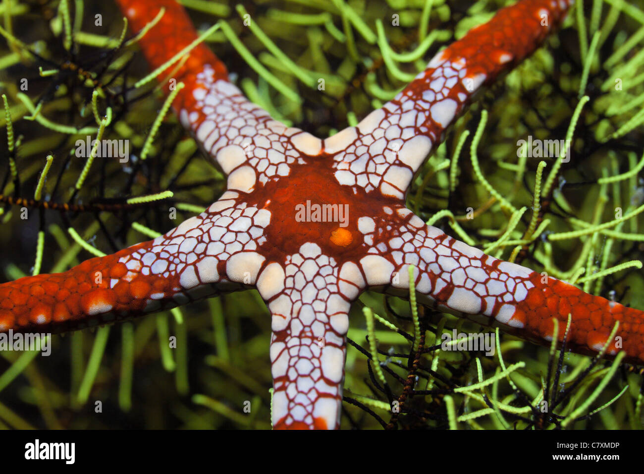 Red Mesh Starfish, Fromia monilis, Cenderawashi Bay, West Papua ...