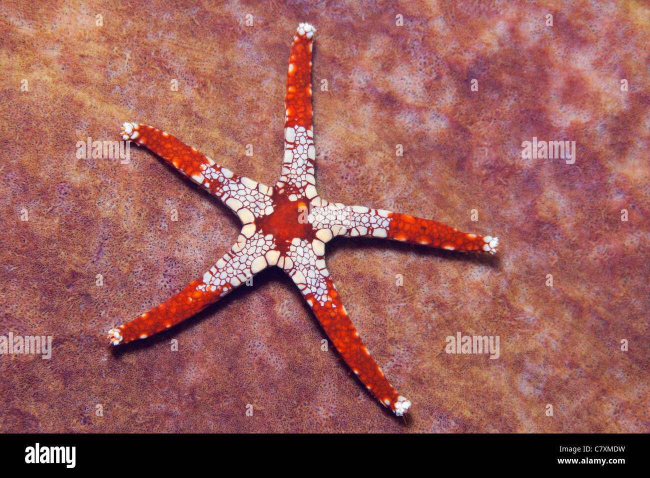 Necklace sea star fromia monilis hi-res stock photography and images ...