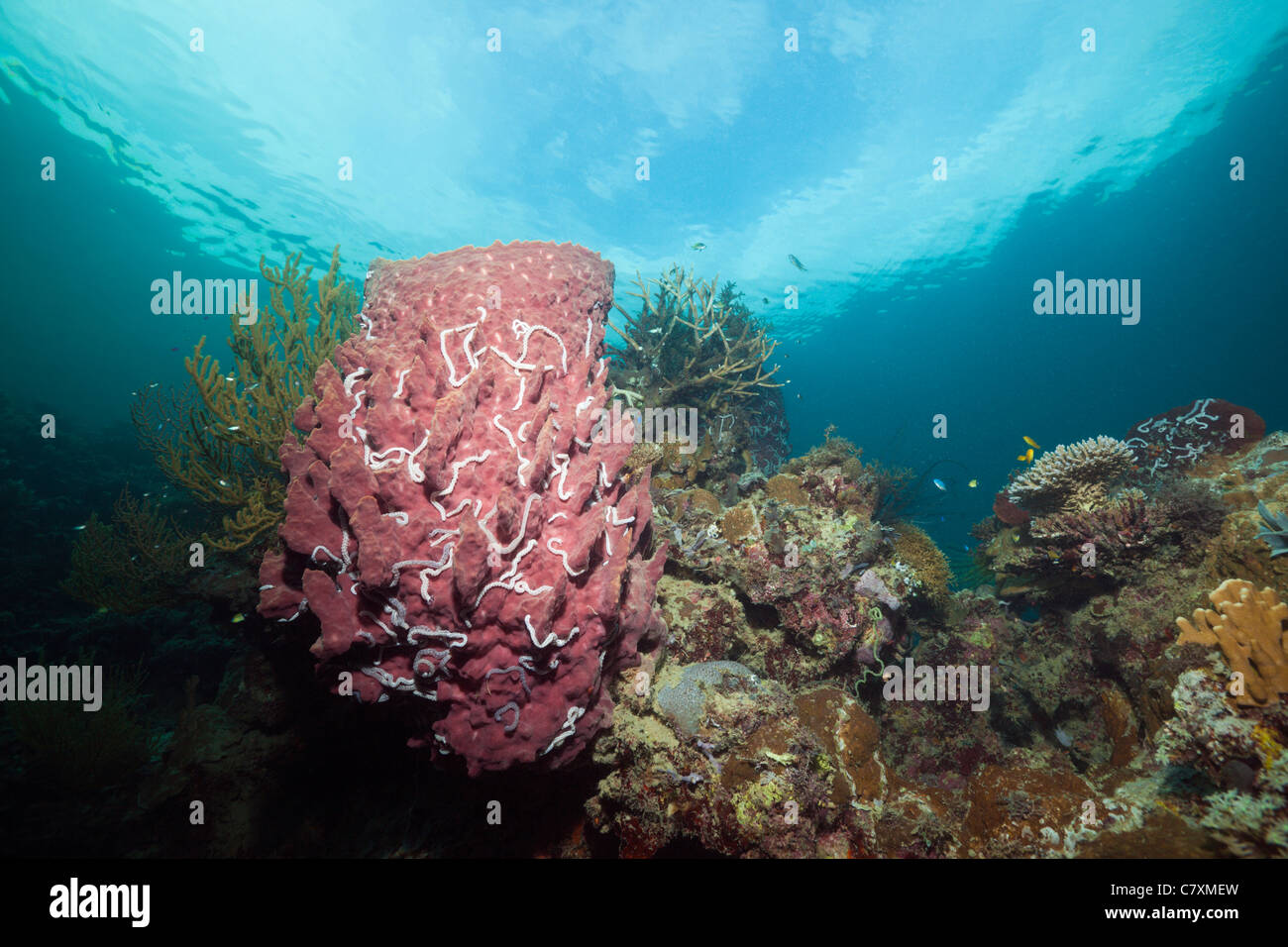 Red barrel sponge xestospongia testudinaria hi-res stock photography ...