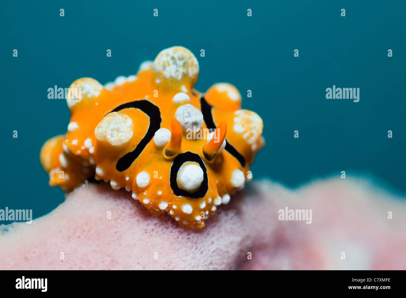 Orange Nudibranch, Phyllidia ocellata, Cenderawashi Bay, West Papua ...