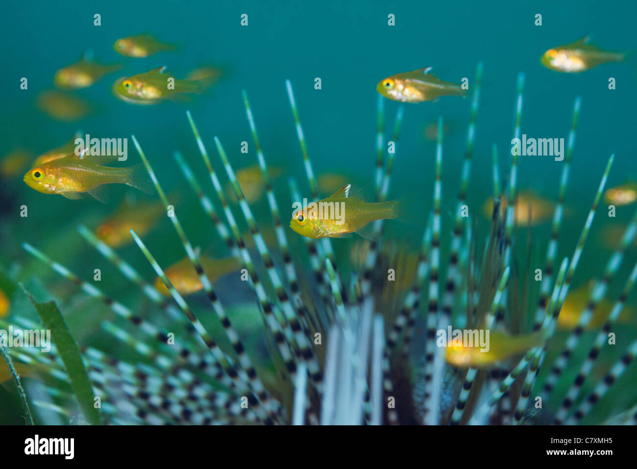 Flagfin Cardinalfish seeks protection in poisonous sea urchin, Apogon ...