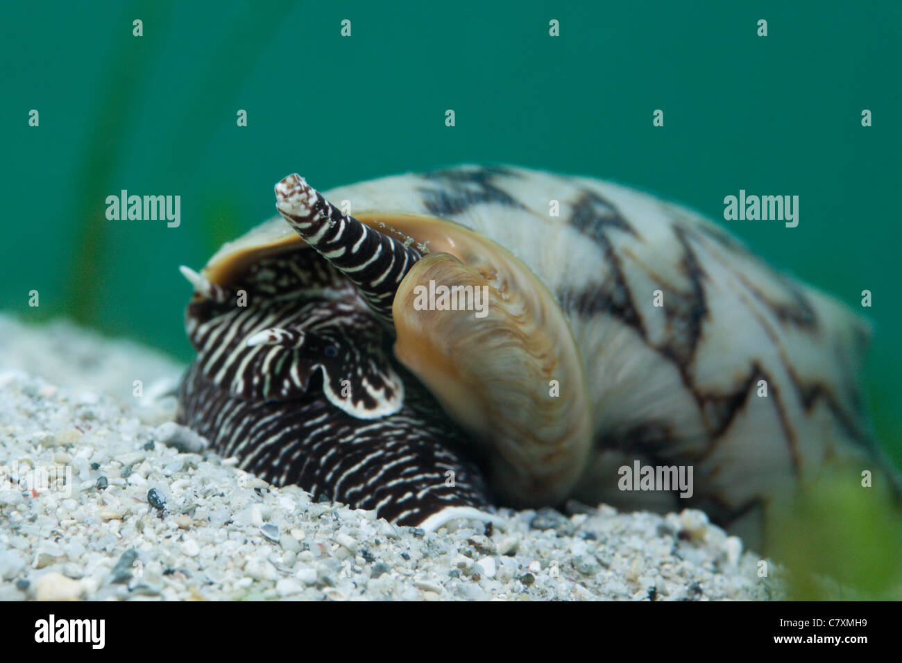 Volute snail hi-res stock photography and images - Alamy