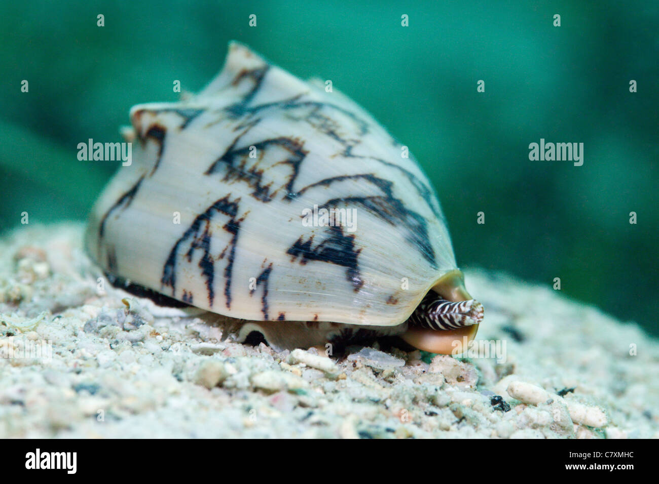 Predatory Sea Snail High Resolution Stock Photography and Images - Alamy