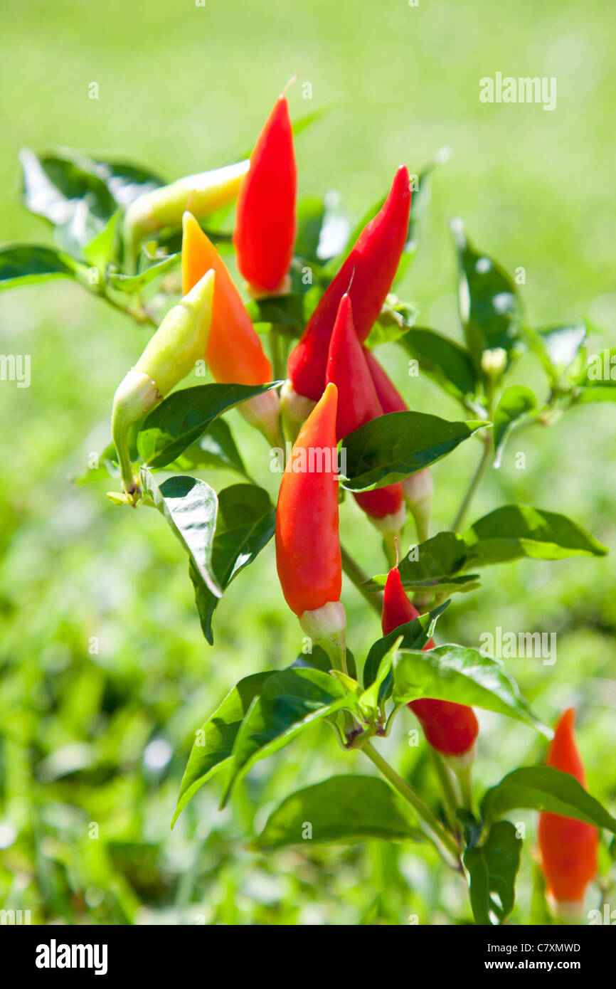 Chilli plant hi-res stock photography and images - Alamy