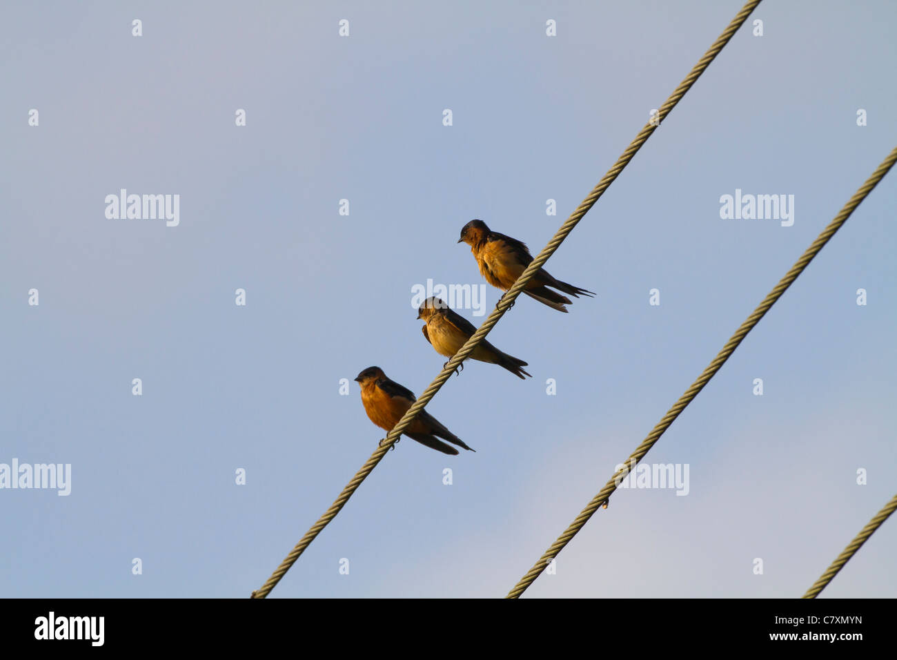 Red-rumped swallow (Cecropis daurica) in Sri Lanka Stock Photo - Alamy