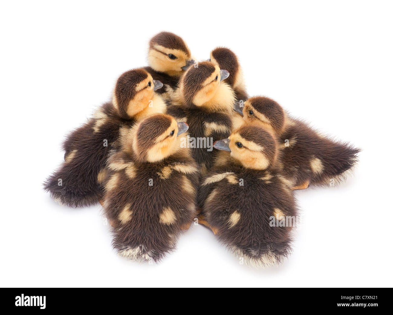 Group brown duckling closeup on white background Stock Photo - Alamy