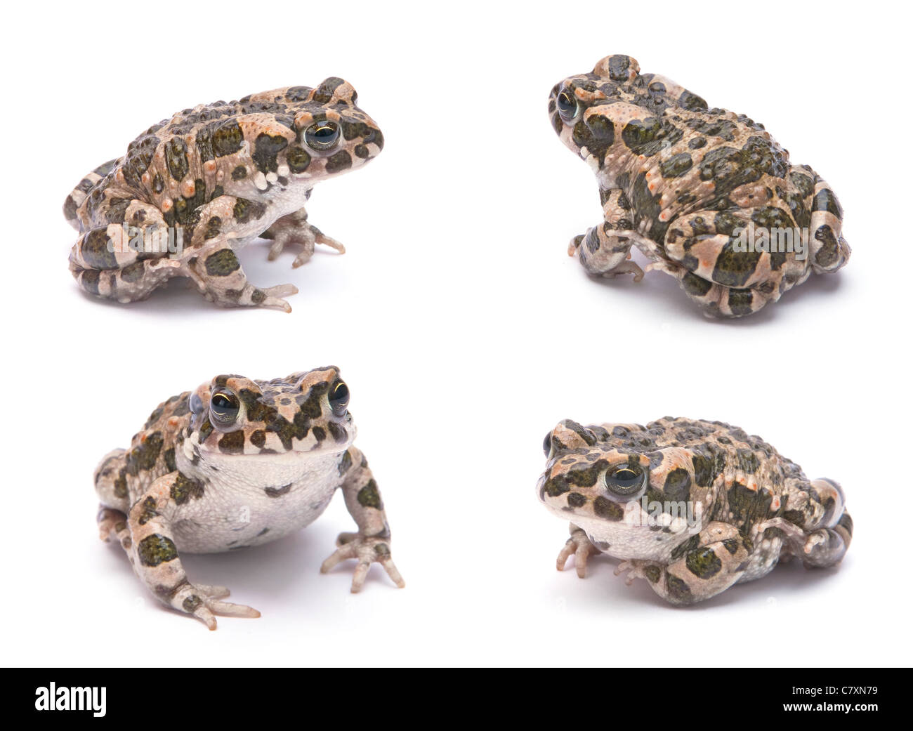 Baby toad hi-res stock photography and images - Alamy