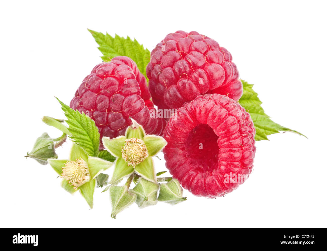 Raspberry fruit closeup isolated on white background Stock Photo - Alamy