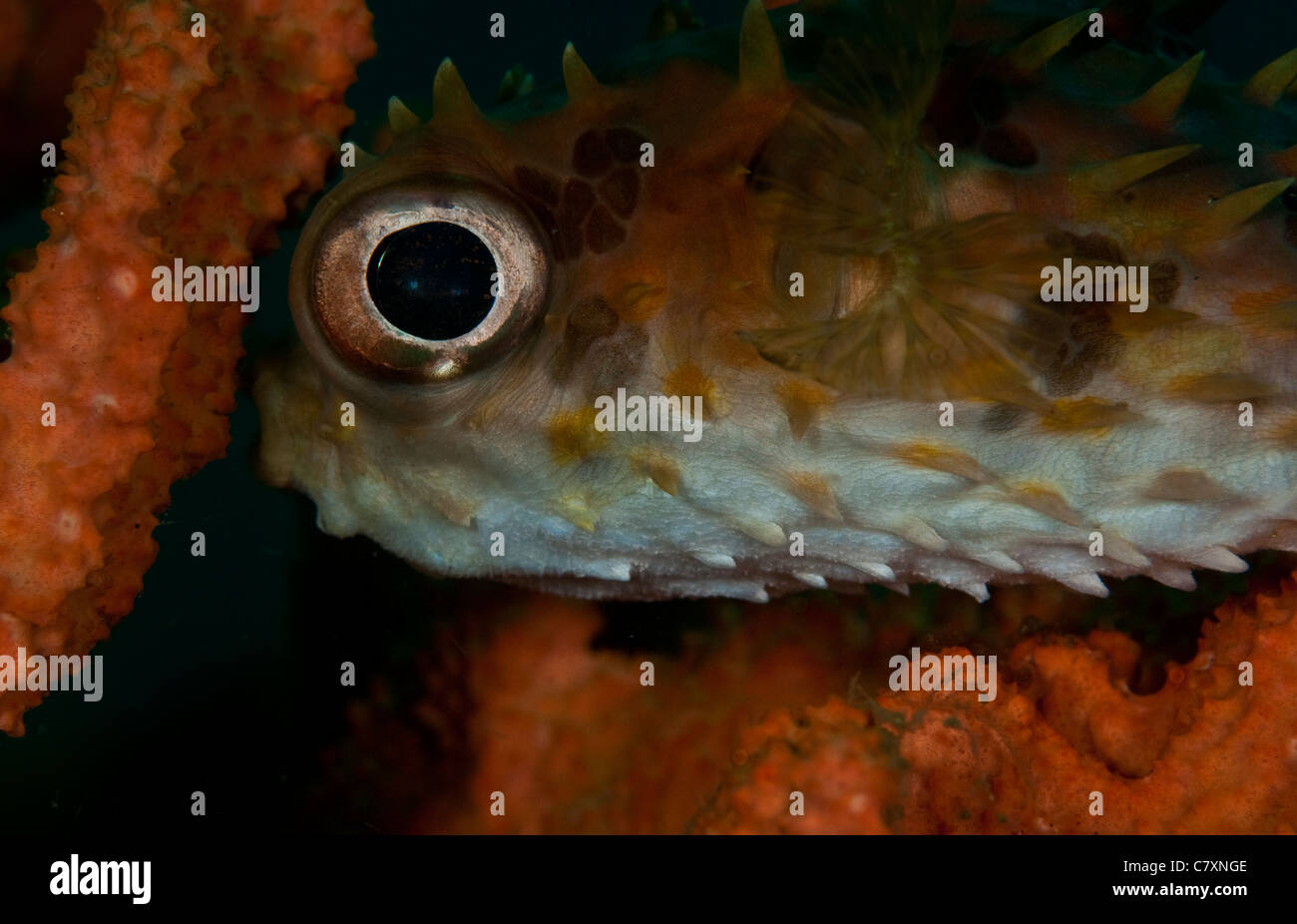 Cute Burrfish in the Lembeh Straits of Indonesia Stock Photo - Alamy