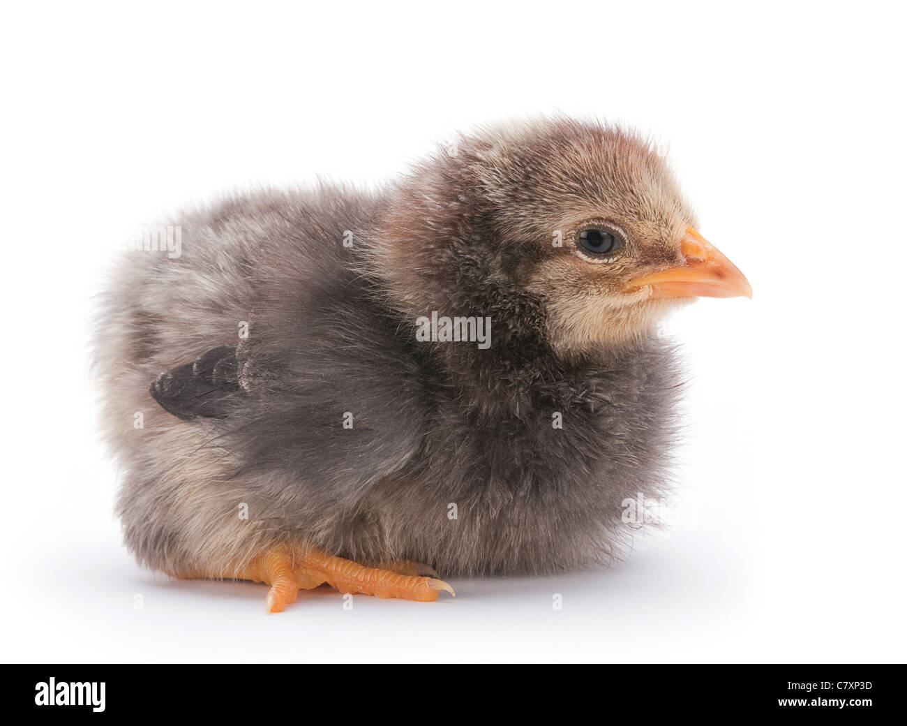Baby chicken closeup isolated on white background Stock Photo - Alamy