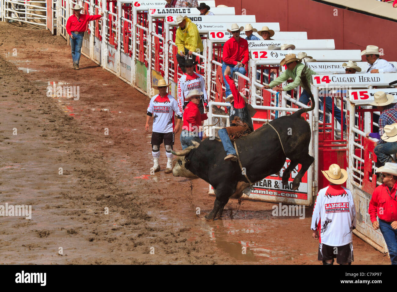 Bullriding at the Calgary Stampede, Alberta, Canada Stock Photo - Alamy