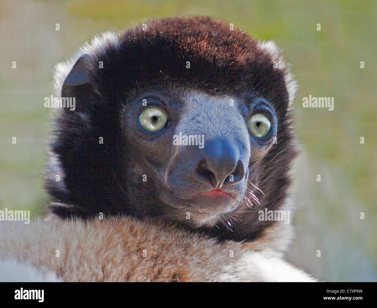 Madagascar crowned sifaka propithecus coronatus hi-res stock ...