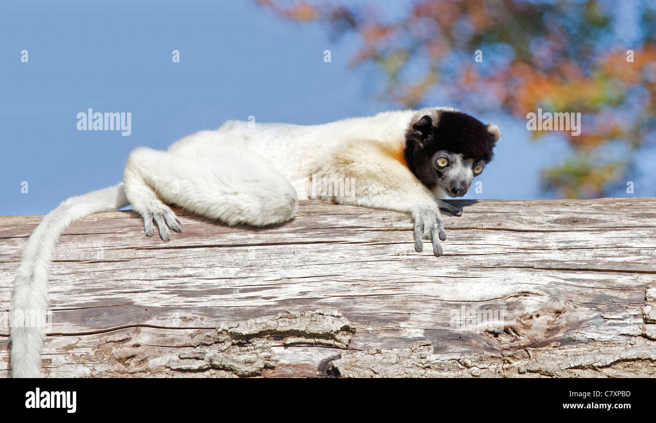 Propithecus coronatus hi-res stock photography and images - Alamy