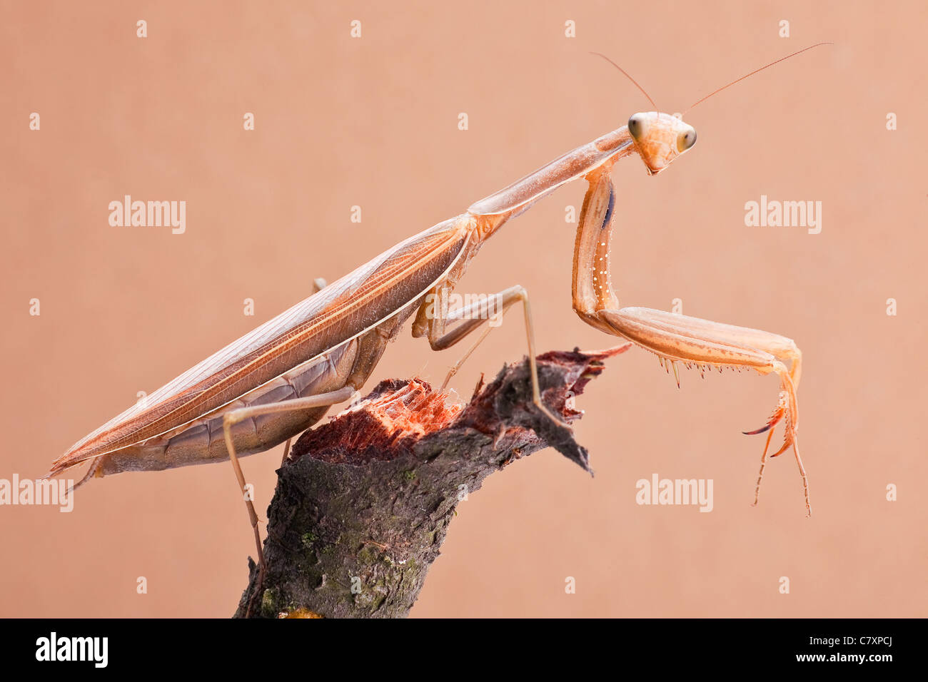 Praying mantis brown hi-res stock photography and images - Alamy