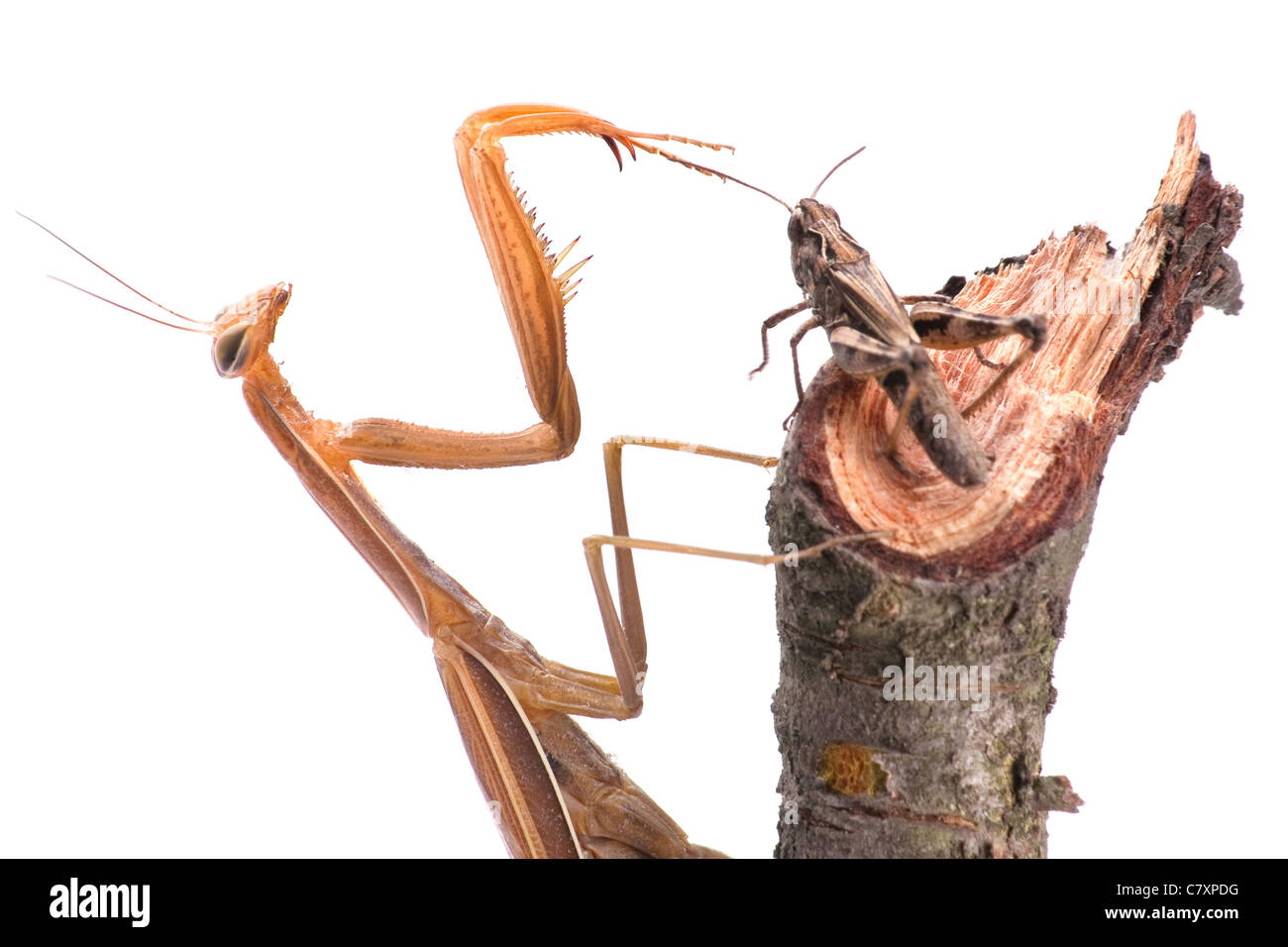 Praying mantis brown hi-res stock photography and images - Alamy