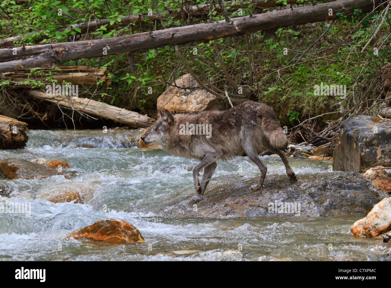 Grey wolf, Canis lupus, crossing a mountain stream. Columbia Valley ...