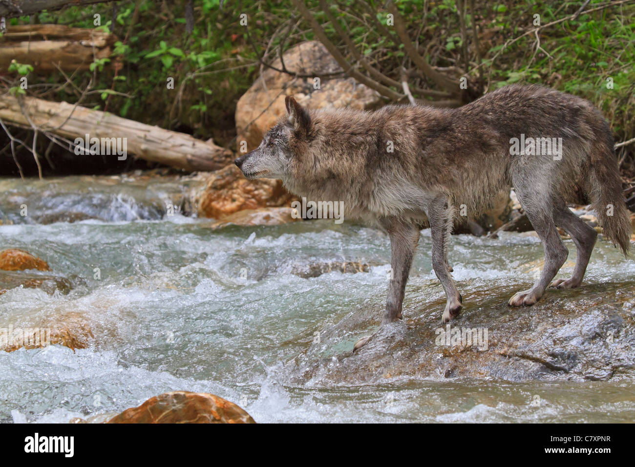 Gray wolf mountain hi-res stock photography and images - Alamy