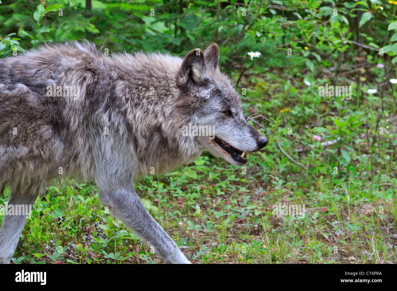 Gray wolf hunting hi-res stock photography and images - Alamy