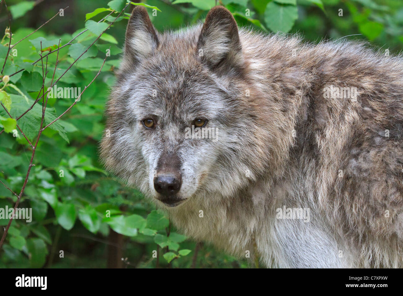 Grey wolf, Canis lupus, Columbia Valley, British Columbia, Canada Stock ...