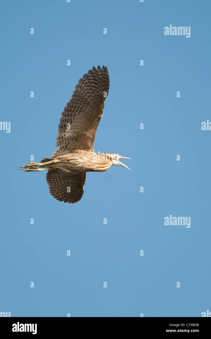 The levels, somerset heron hi-res stock photography and images - Alamy