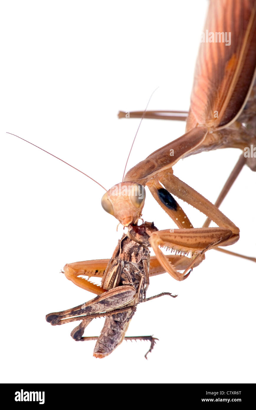Praying mantis brown hi-res stock photography and images - Alamy