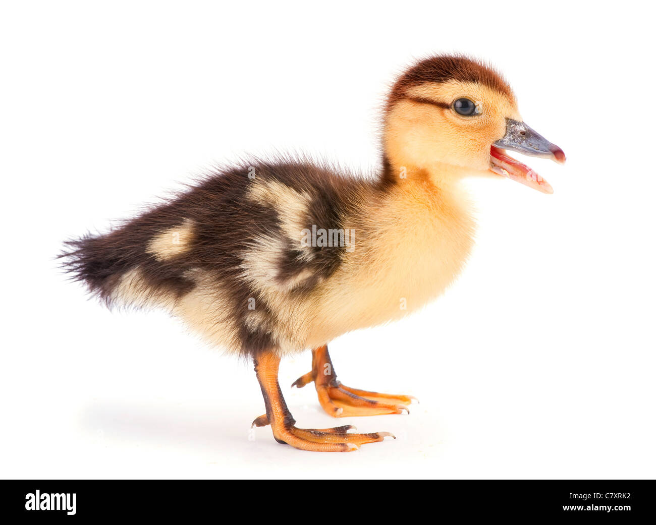 Baby duck farm animal hi-res stock photography and images - Alamy