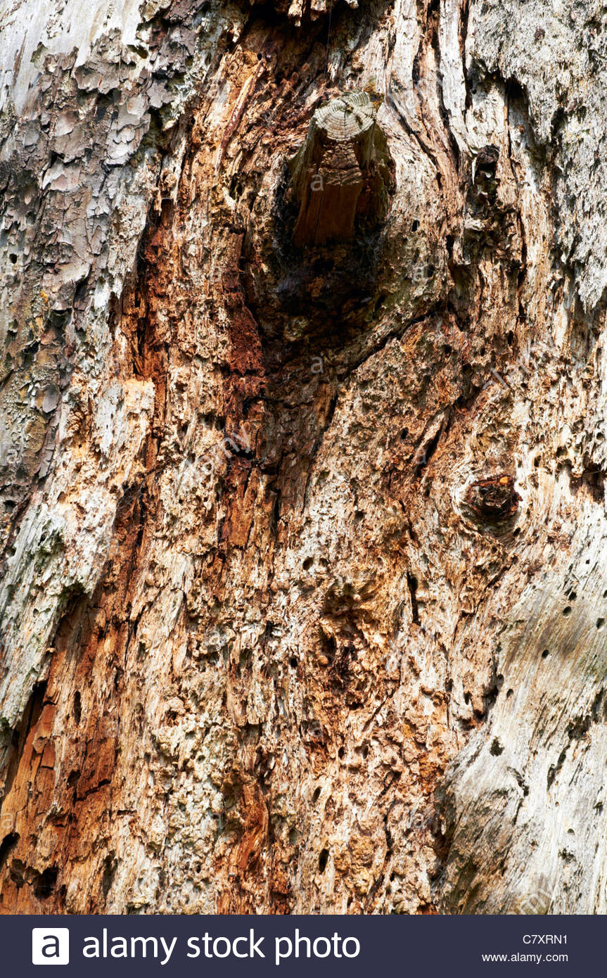 Decaying Tree Trunk Stock Photos & Decaying Tree Trunk Stock Images - Alamy