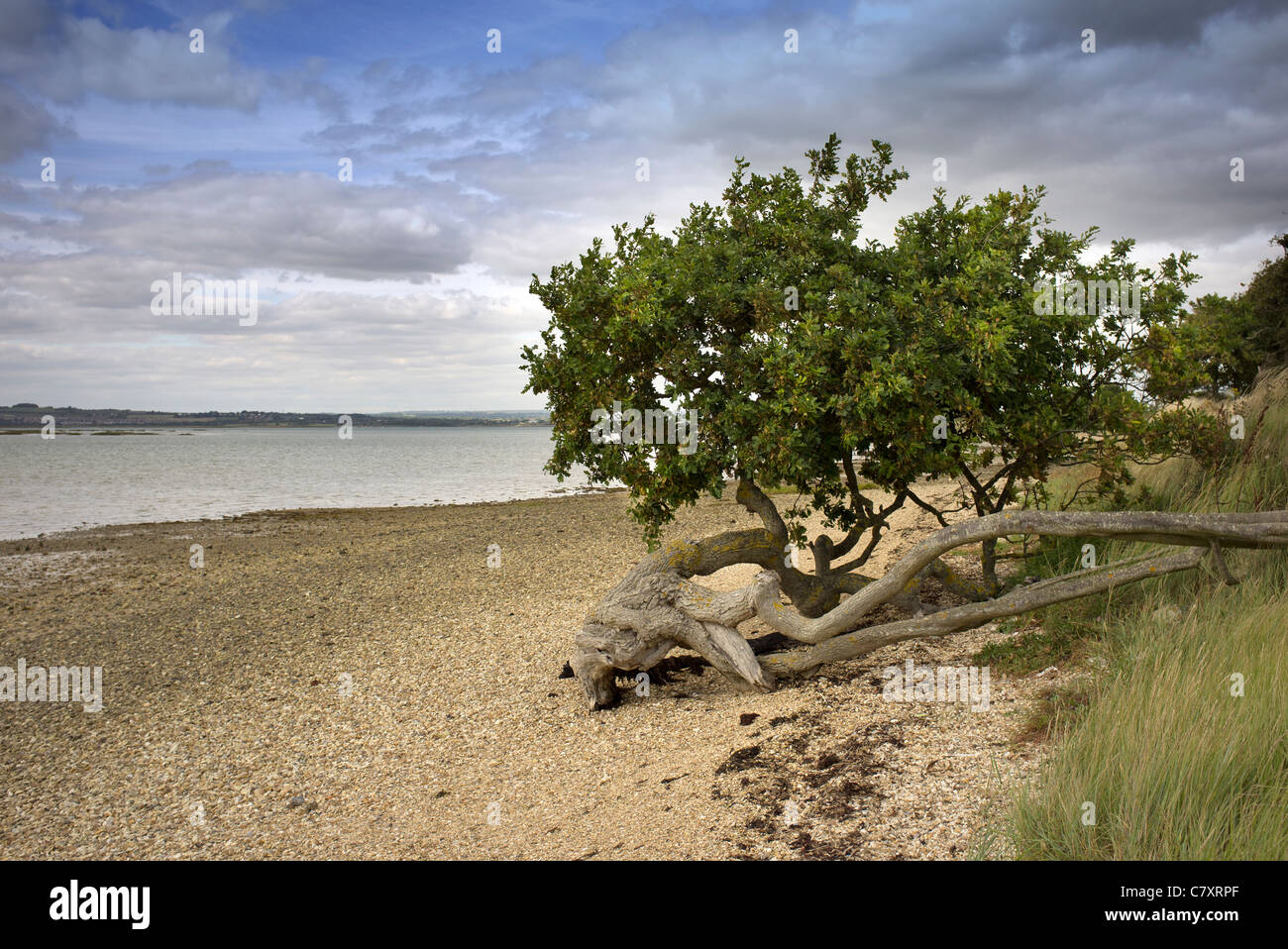Wind blown tree hi-res stock photography and images - Alamy