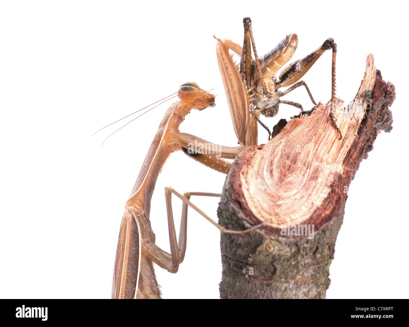 Hunt for insects Cut Out Stock Images & Pictures - Alamy