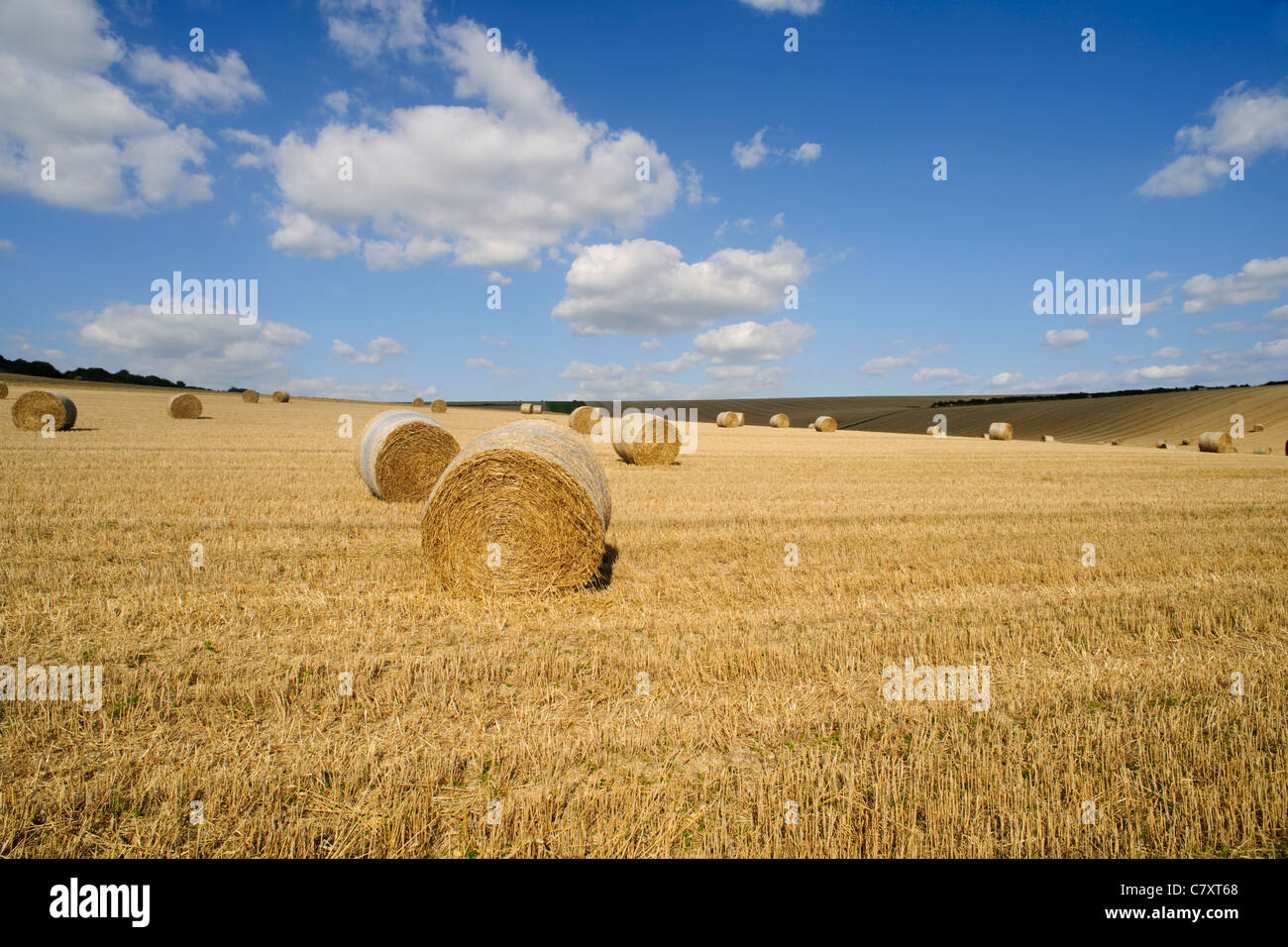 Round bales of hay freshly harvested under a blue sky with white fluffy ...