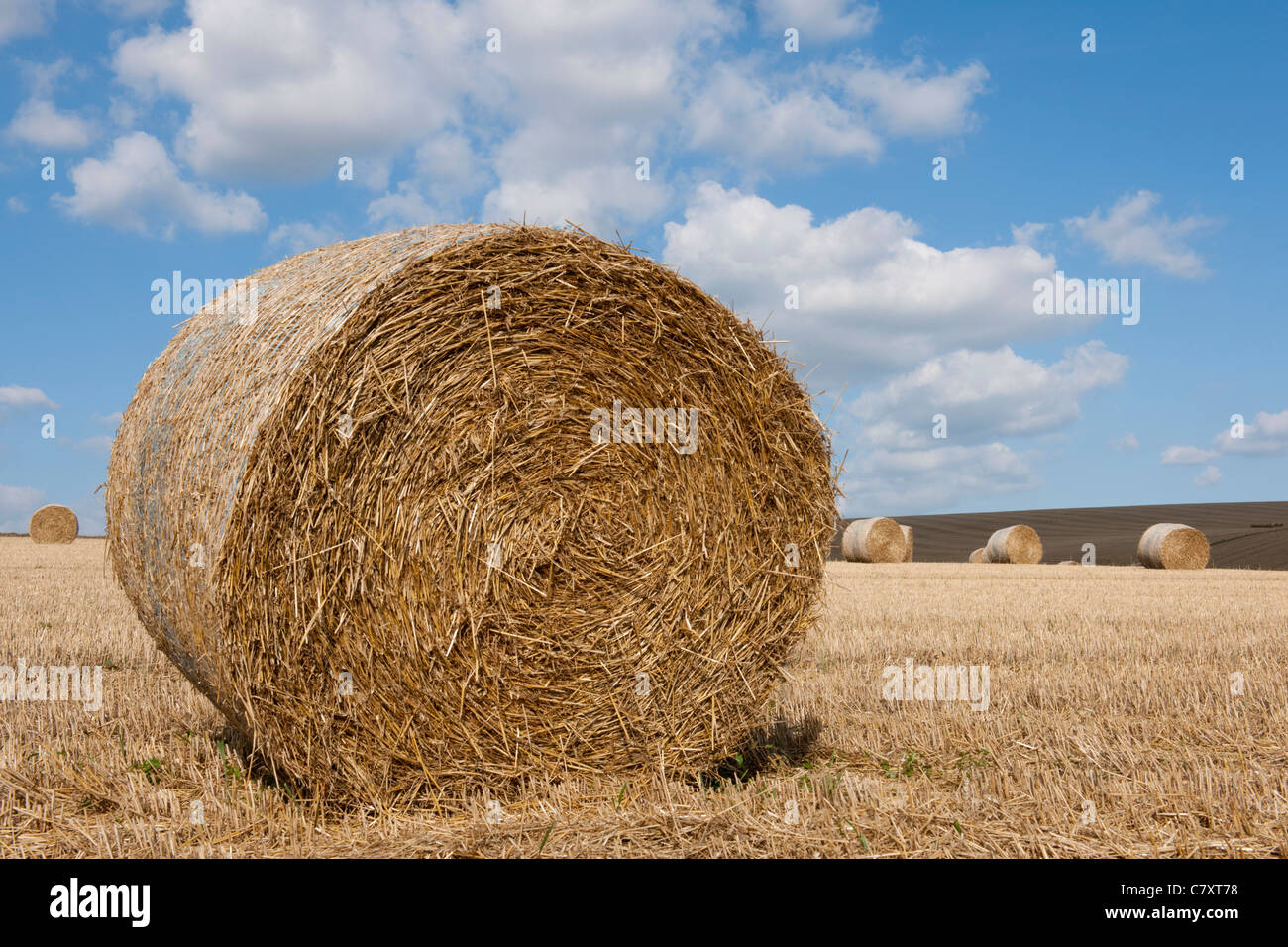 Round bales of hay freshly harvested under a blue sky with white fluffy ...