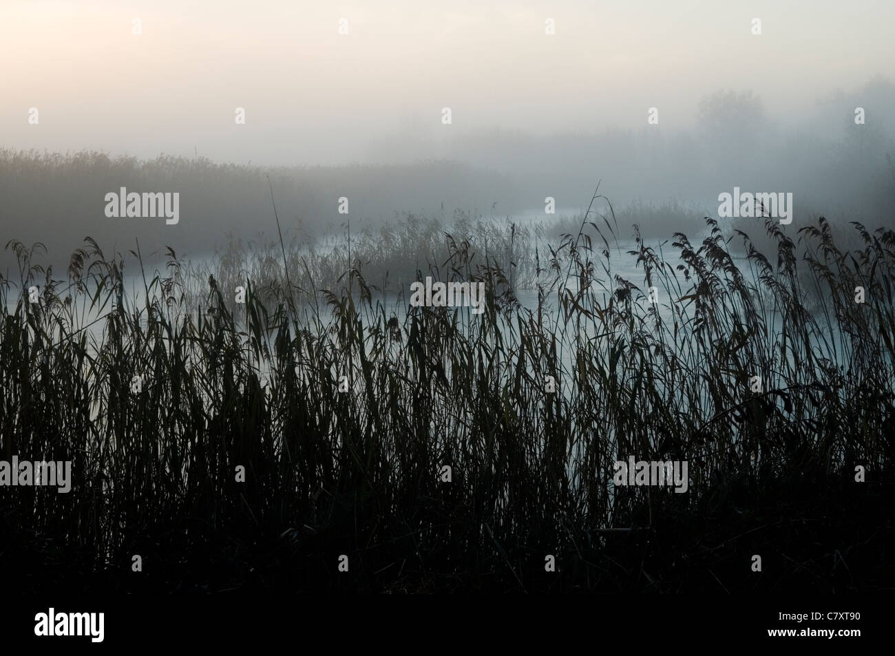 Ham wall rspb reserve hi-res stock photography and images - Alamy