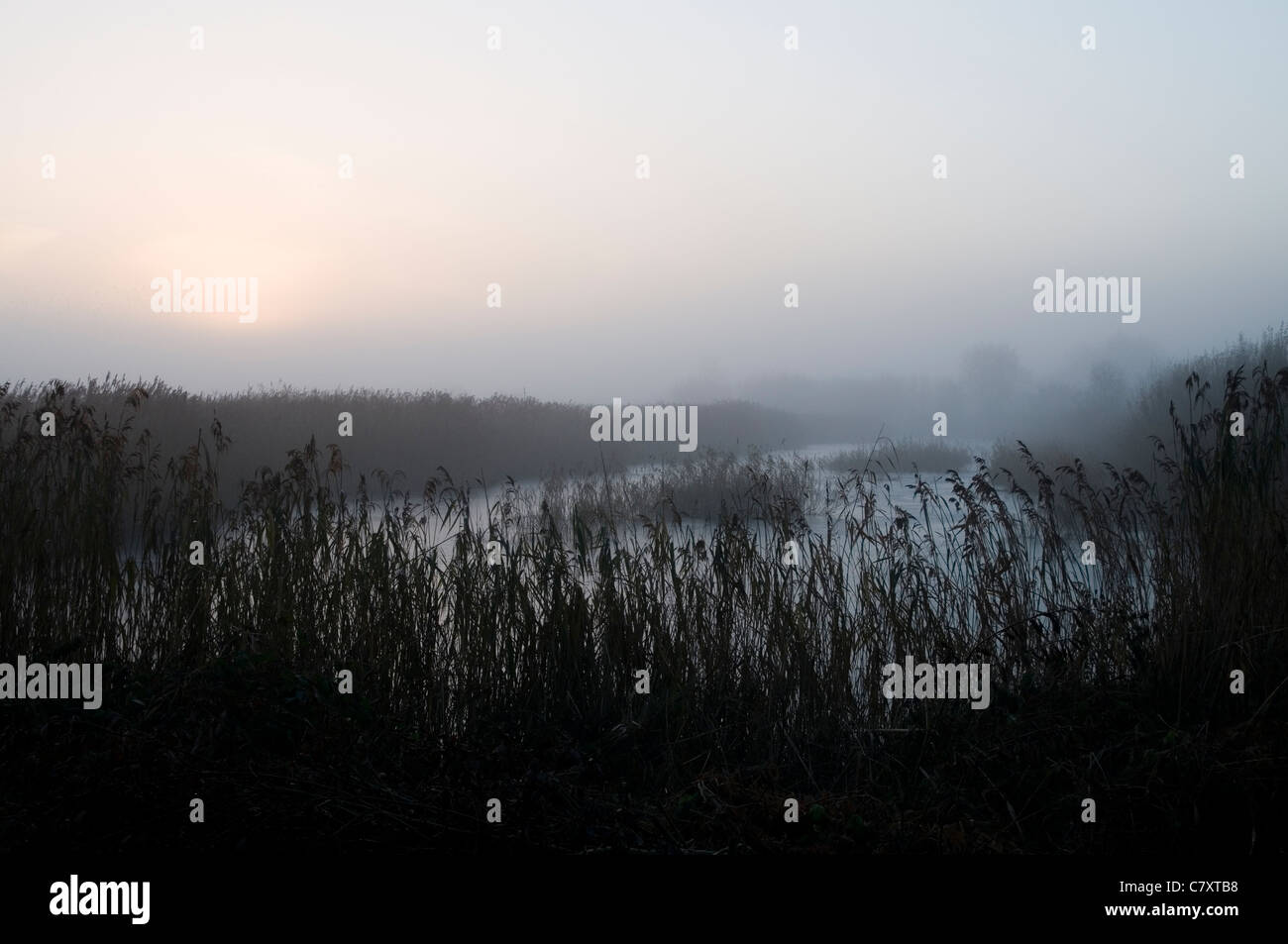 Reedbeds at Ham Wall RSPB Reserve, Somerset, UK Stock Photo - Alamy