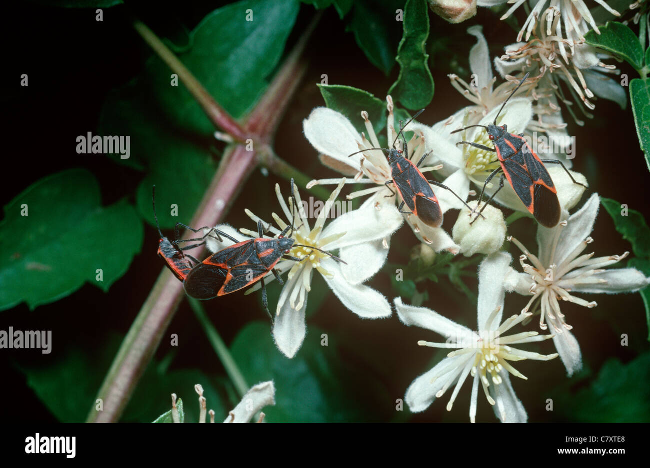 Leptocoris trivittatus hi-res stock photography and images - Alamy