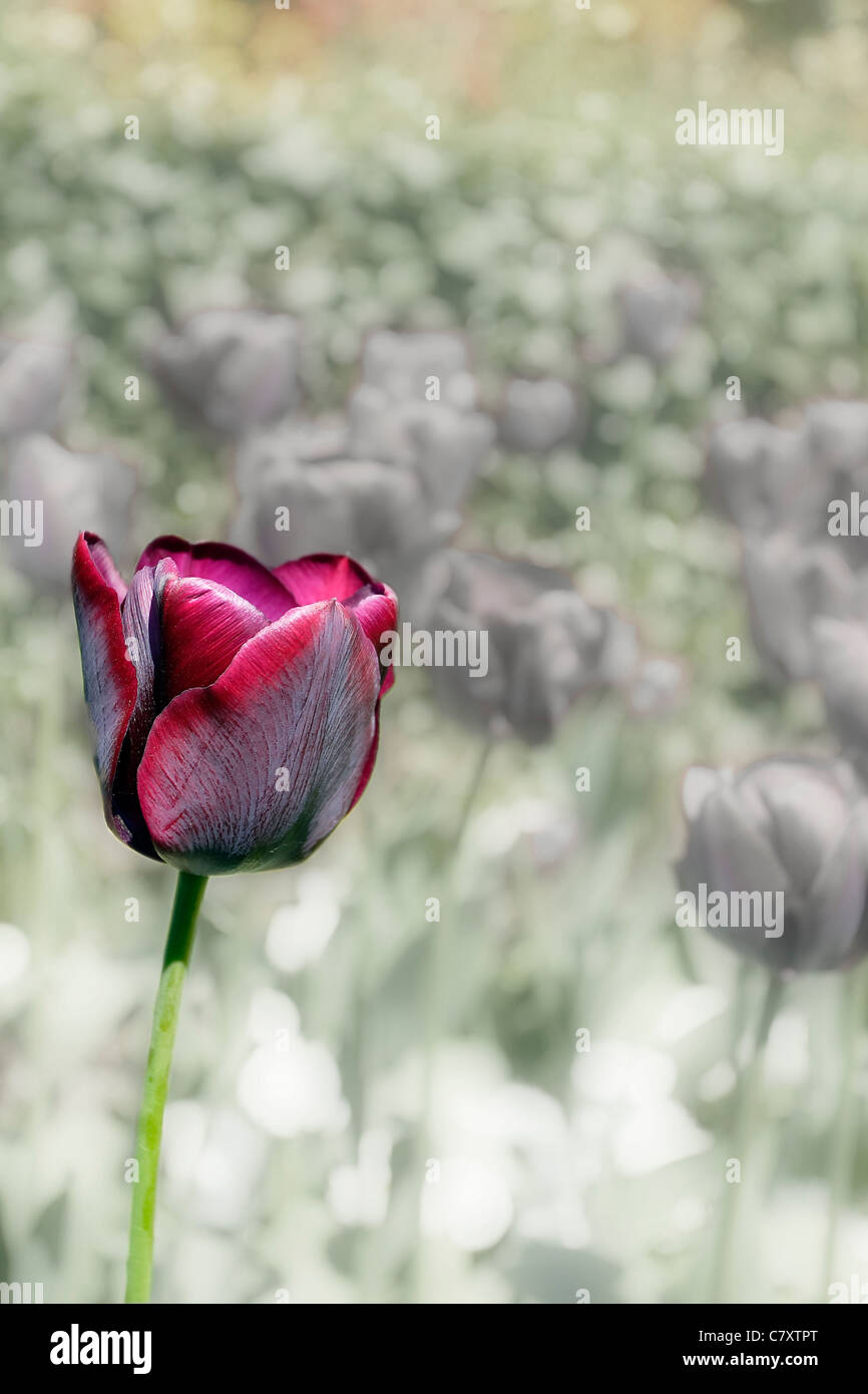 A purple tulip against a desaturated background Stock Photo - Alamy