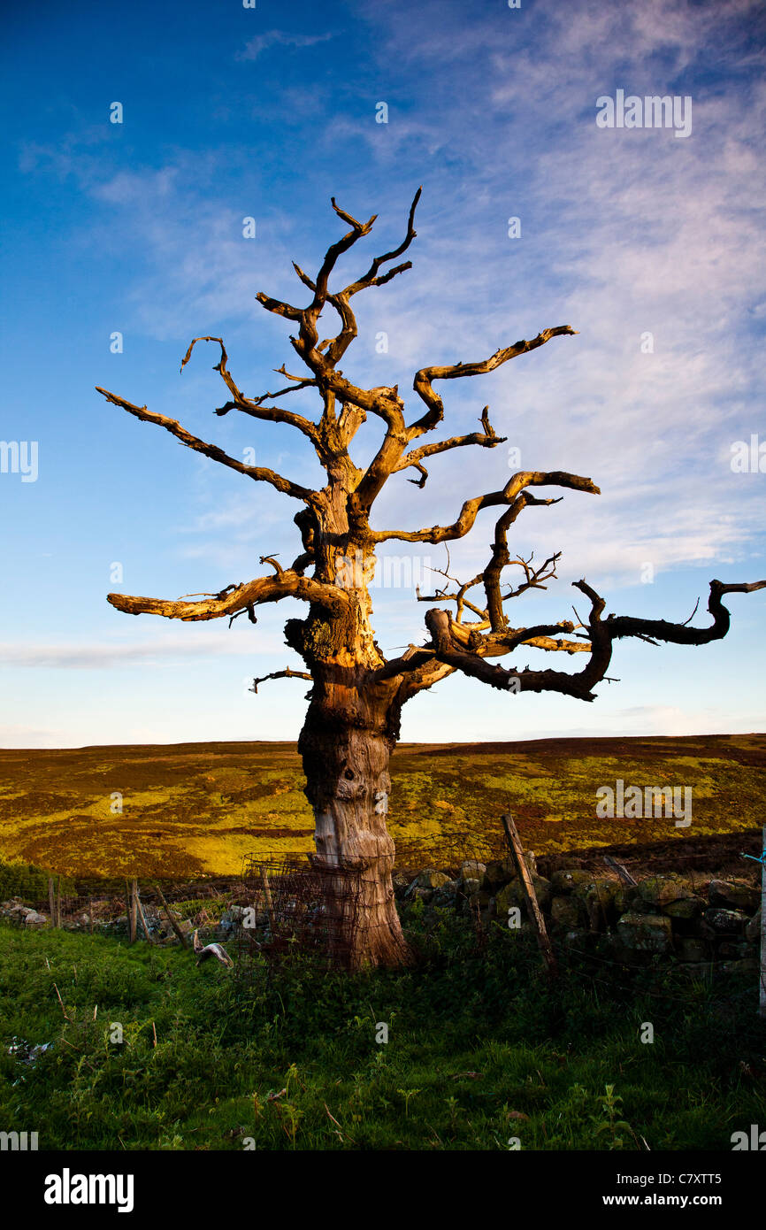 Moorland tree hi-res stock photography and images - Alamy