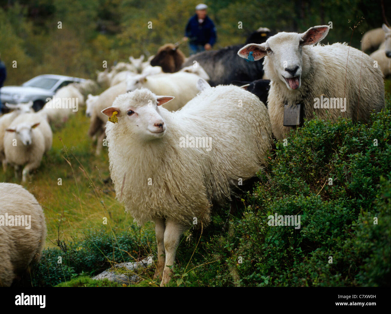 Herbstfest High Resolution Stock Photography and Images - Alamy