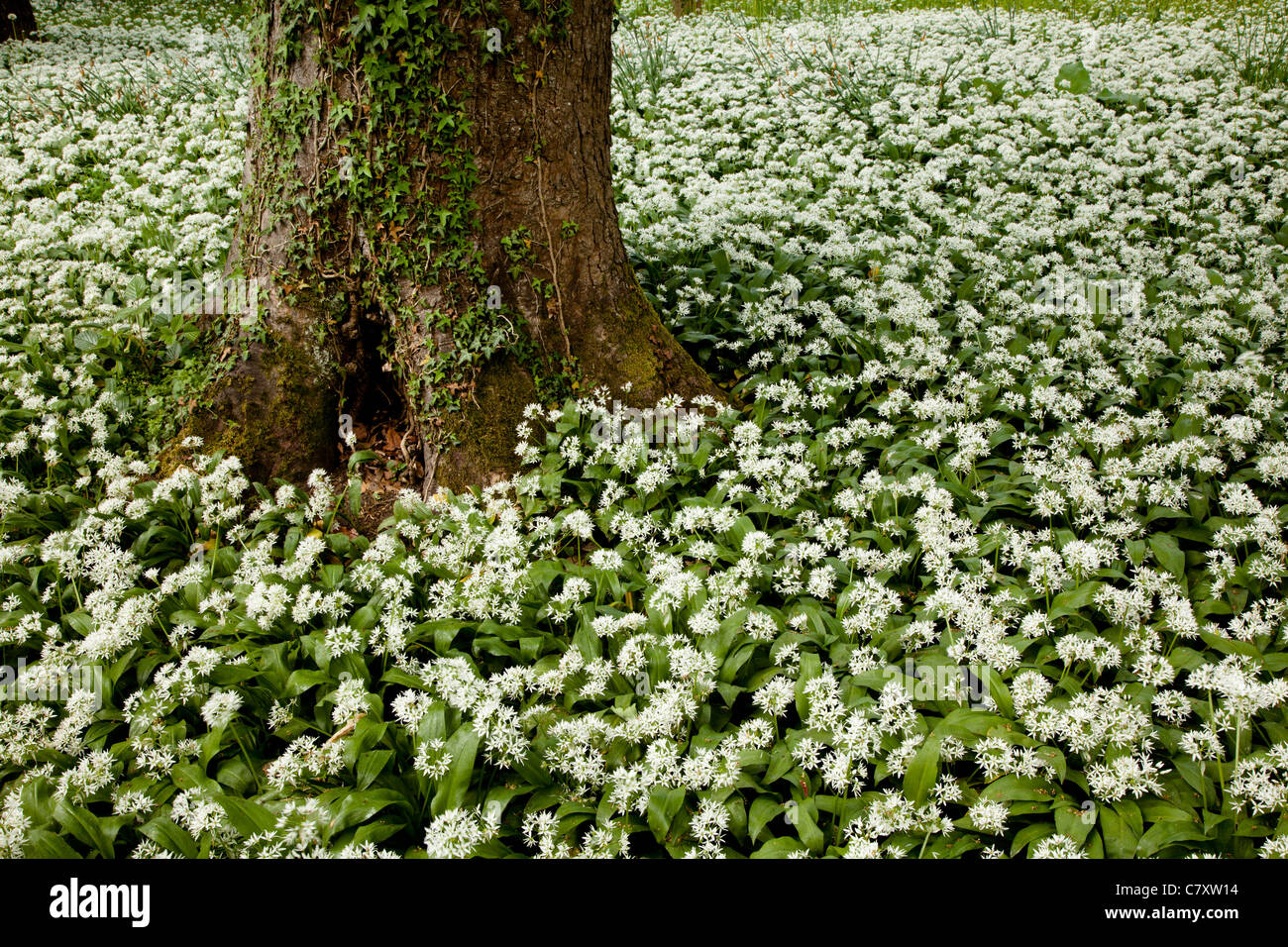 Wild Garlic High Resolution Stock Photography and Images - Alamy