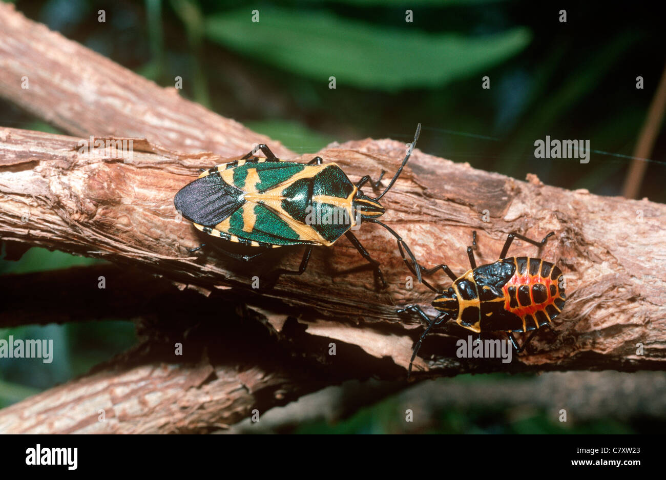 Shield or stink bug (Agaeus bicolor: Pentatomidae) adult and nymph in ...