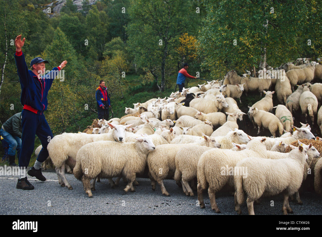 Sheep round up in Sirdal Stock Photo - Alamy