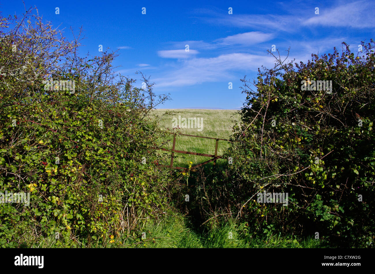 Gate through hedge hi-res stock photography and images - Alamy